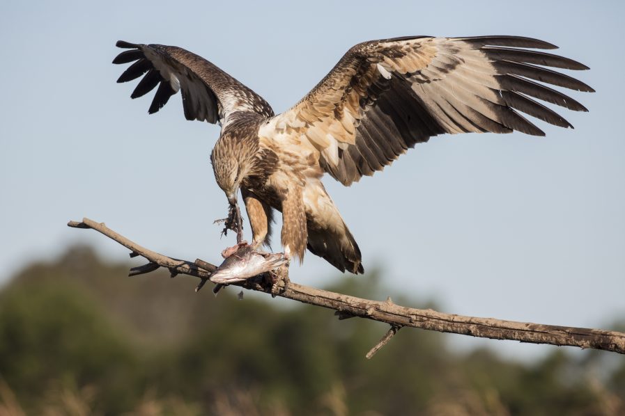 Raptor Refuge Inc. – Tasmanian raptor rehabilitation and conservation