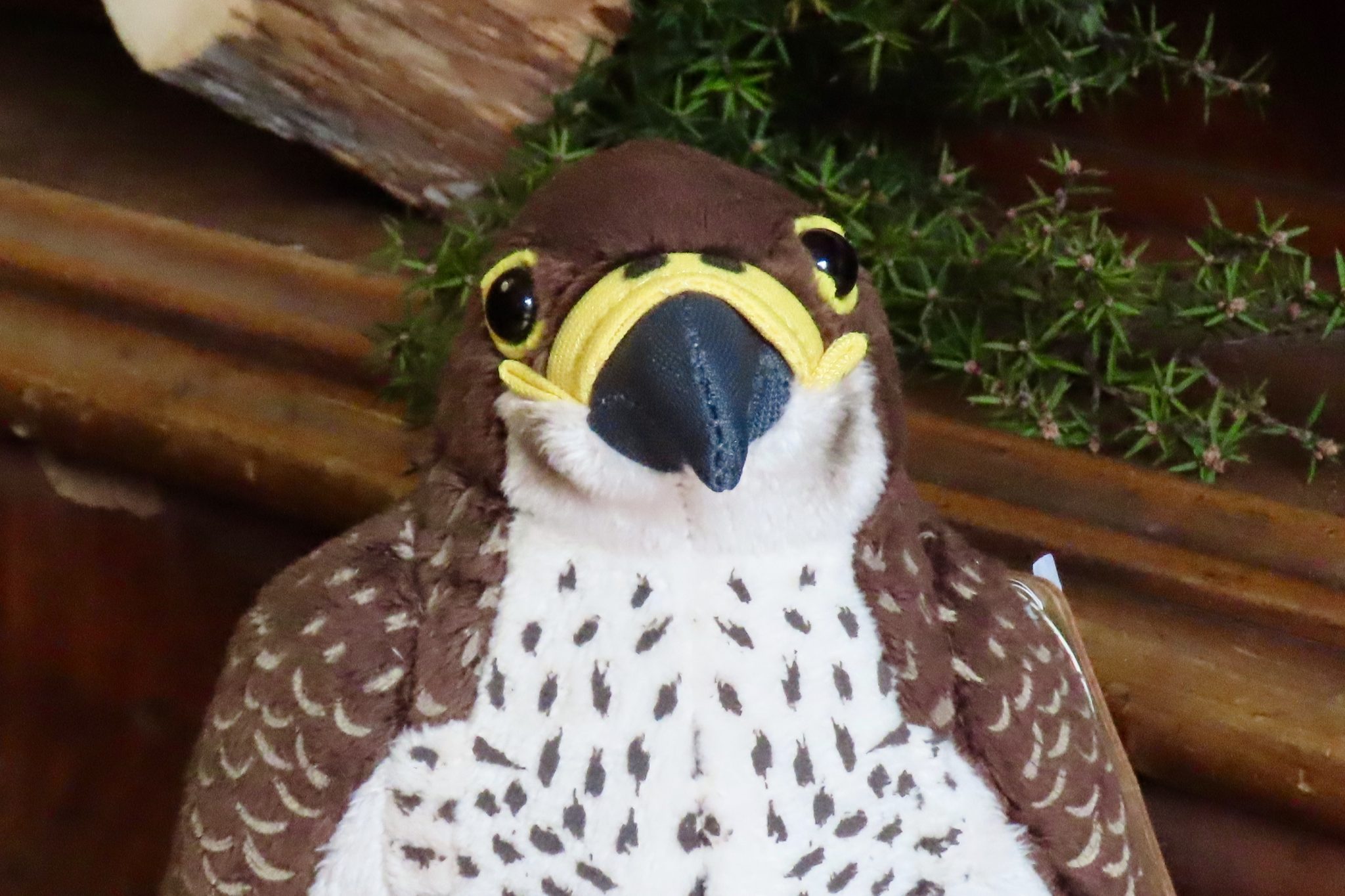 Falcon Plush Toy – Raptor Refuge Inc.
