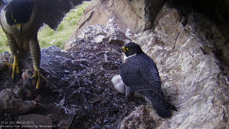 Peregrine Falcon – Raptor Refuge Inc.