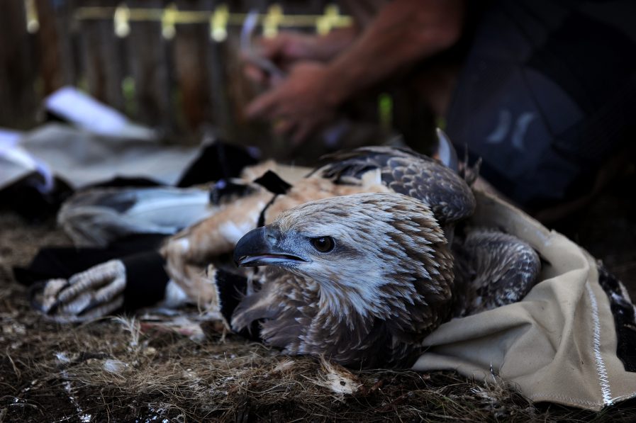 Raptor Refuge Inc. – Tasmanian raptor rehabilitation and conservation