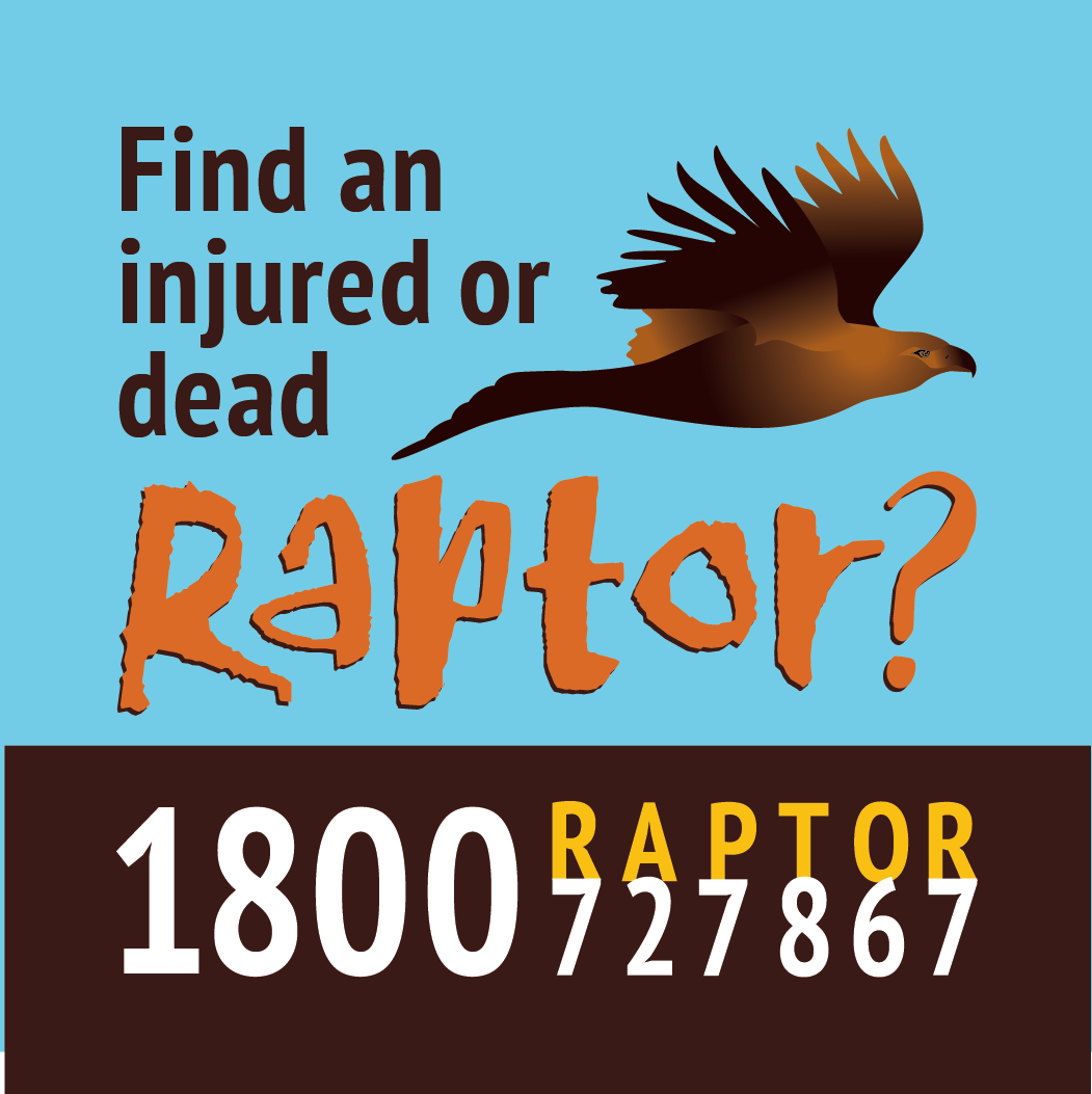Raptor Refuge Inc. – Tasmanian raptor rehabilitation and conservation